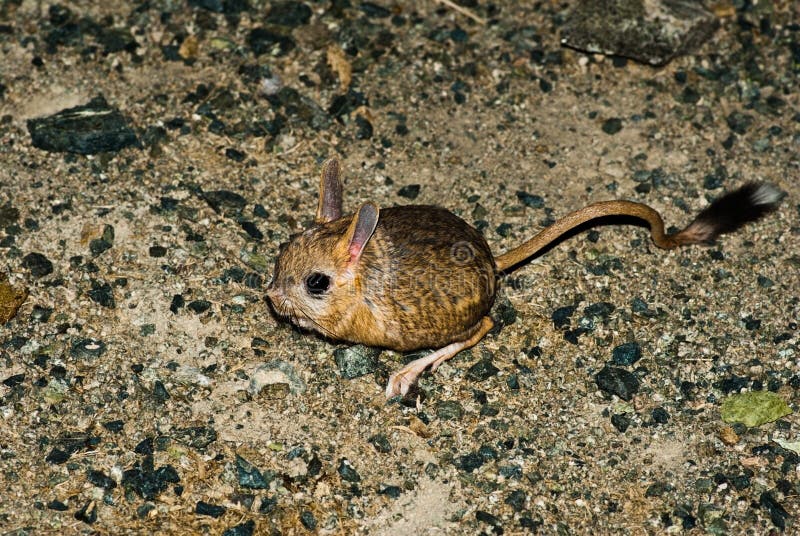 Five Toed Pygmy Jerboa