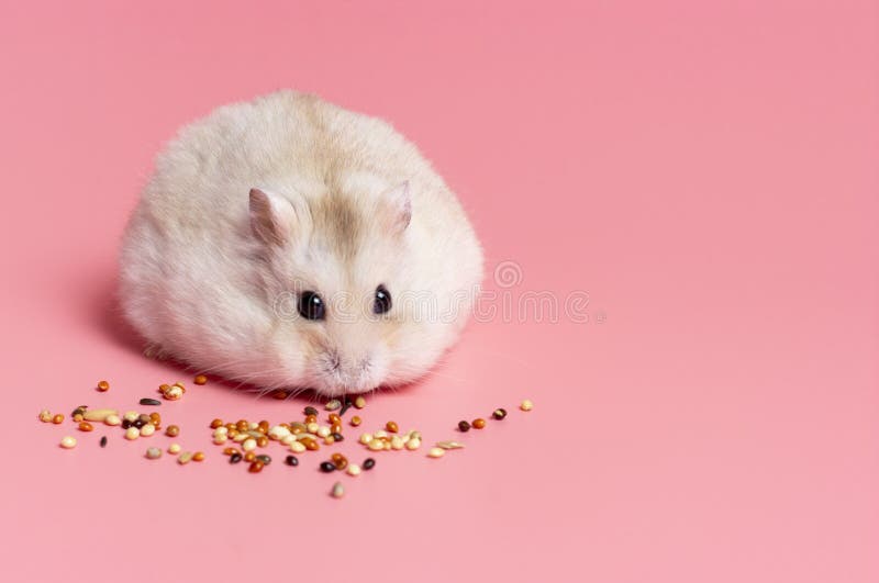 Dwarf Fluffy Hamster Eats Grain on Pink Background, Copy Space. Stock ...