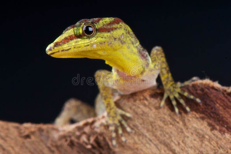 Aruba Gecko / Gonatodes Antillensis Stock Image - Image of lizards ...