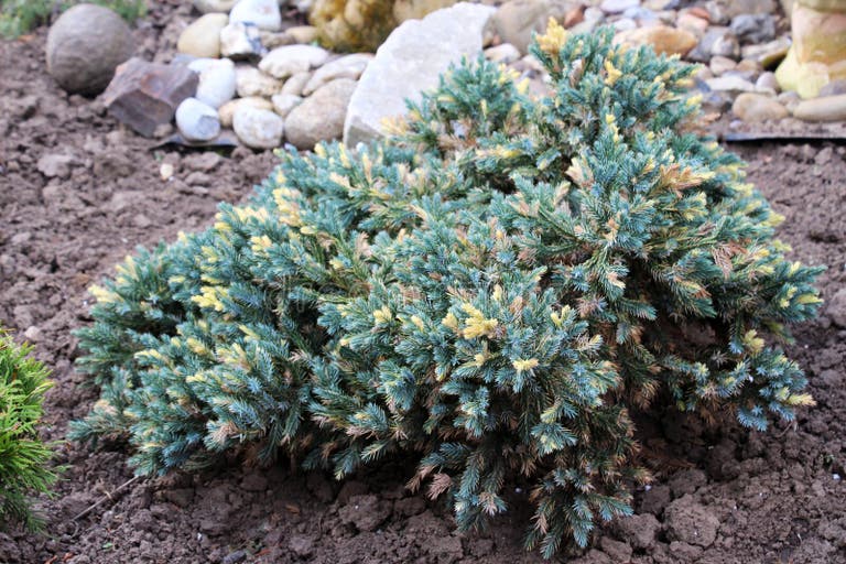 Dwarf Form of Flaky Juniper ( (Juniperus Squamata Stock Photo - Image ...