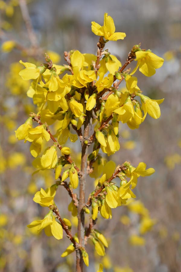 Dwarf Forsythia Mini Gold stock image. Image of shrub - 141674523
