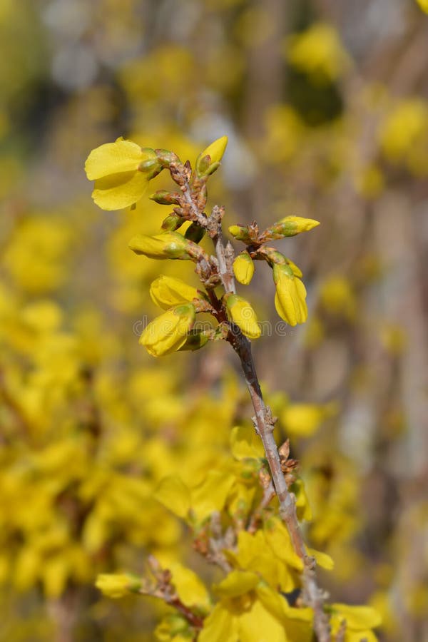 Dwarf Forsythia Mini Gold stock image. Image of shrub - 141674523