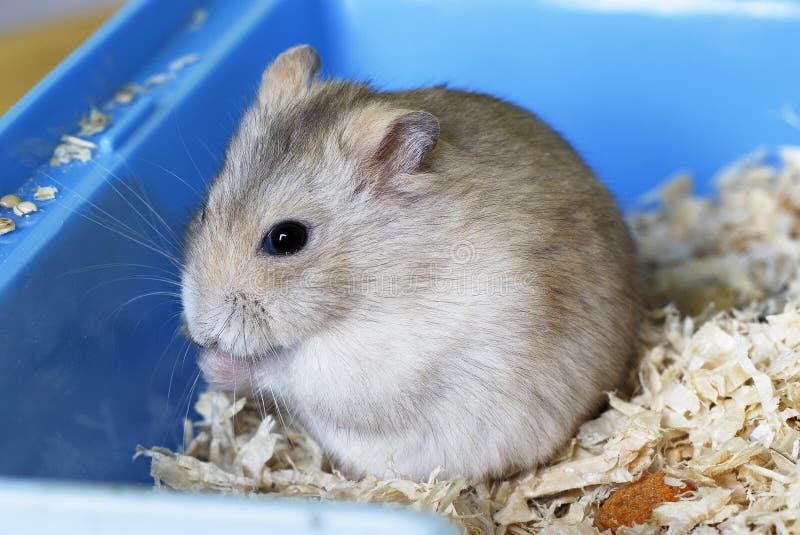Little Brown Hamster Close-up Stock Photo - Image of adorable, mouse ...