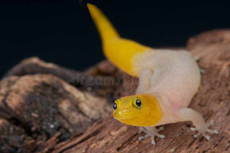 Dwarf gecko stock image. Image of cuba, reptiles, endemic - 25112021