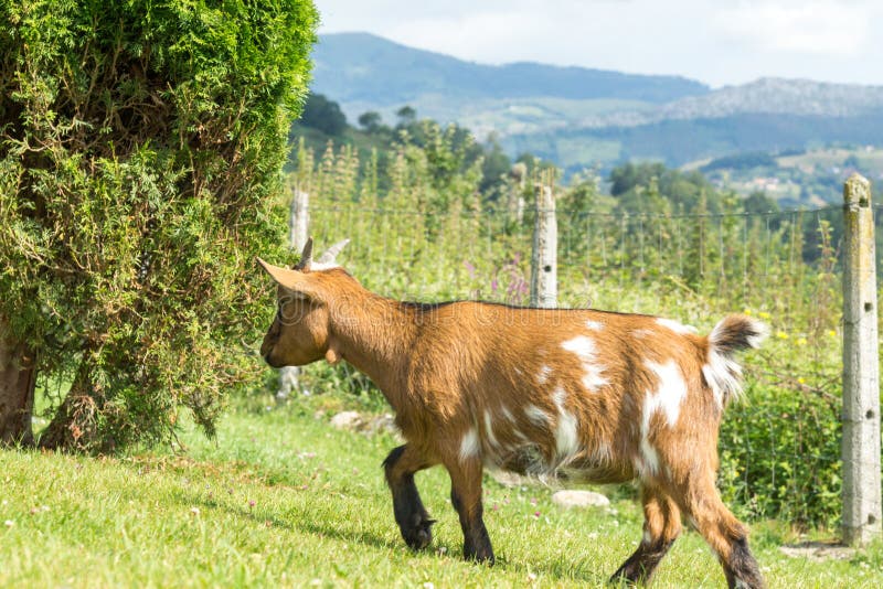 Brown Dwarf Goat in a Natural Environment with Mountains in the ...