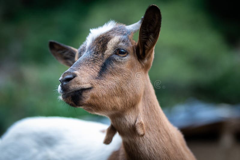 Dwarf Goat in a Green Background Stock Image - Image of horns, breed ...