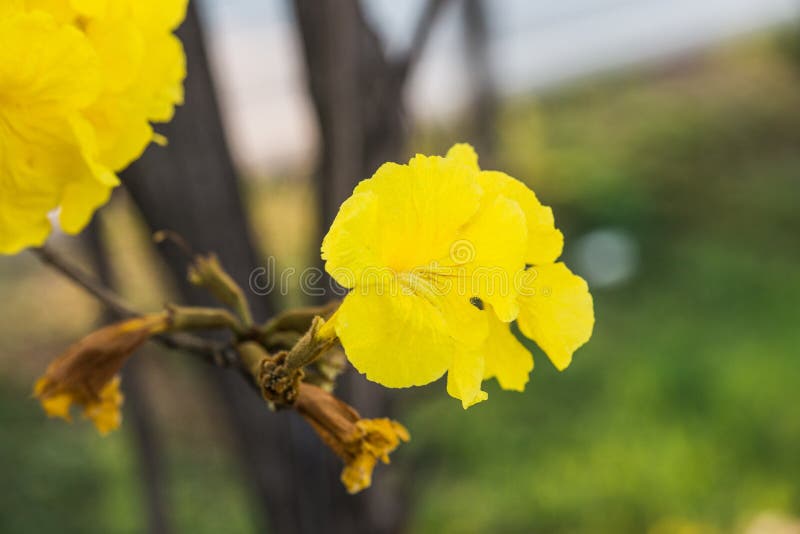 Dwarf Golden Trumpet Flower in Thai Stock Image - Image of blue, golden ...