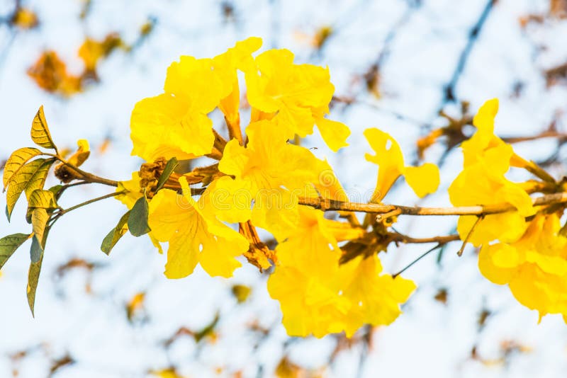 Dwarf Golden Trumpet Flower in Thai Stock Photo - Image of dwarf ...