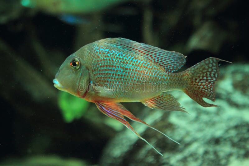 Pygmy Gourami (Trichopsis Pumilus) Aquarium Fish Stock Image - Image of ...