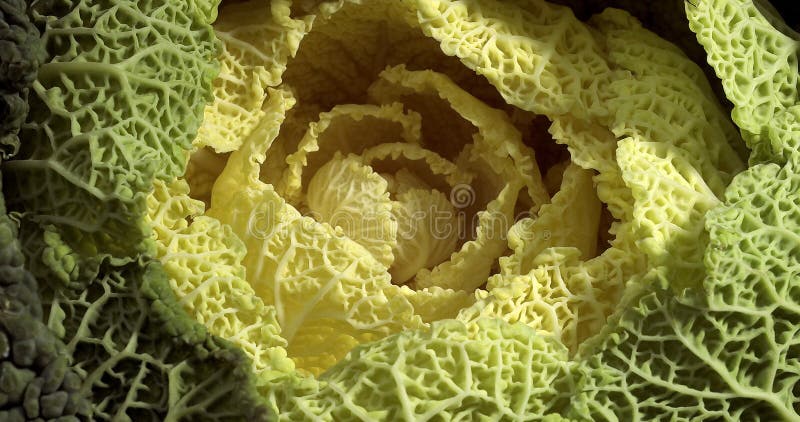 Dwarf Green Cabbage, Brassica Oleracea, Vegetable Against White ...
