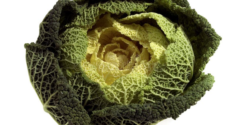Dwarf Green Cabbage, Brassica Oleracea, Vegetable Against White ...