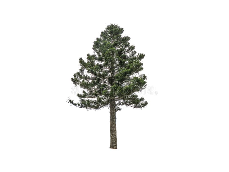 Dwarf Green Pine Tree Isolated on White Background. Stock Illustration ...