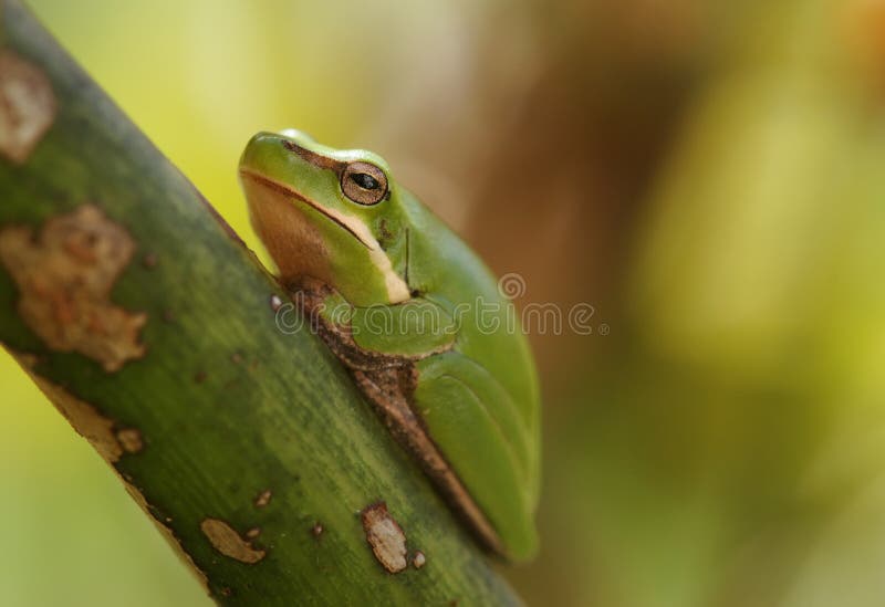Two Green Tree Frogs and a Fly Stock Photo - Image of isolated, tree ...