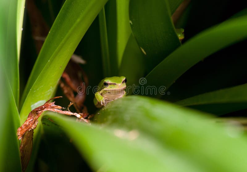 Dwarf Green Tree Frog in Plant Stock Photo - Image of nature, tree ...
