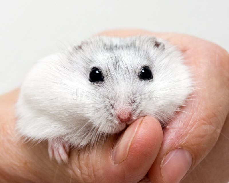 Dwarf hamster stock image. Image of hand, small, rodent - 16009937