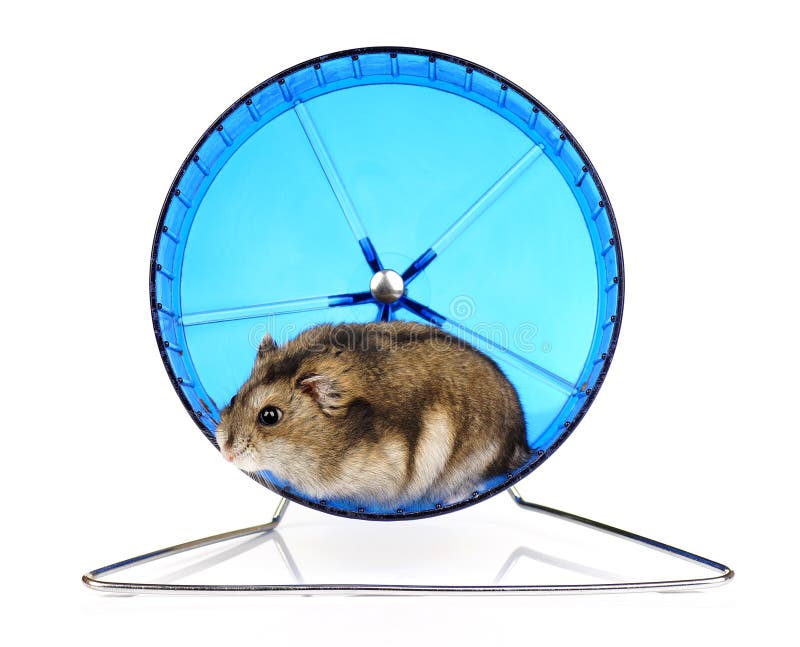 Mouse Hamster Wheel Treadmill Stock Photo - Image of pest, unproductive ...