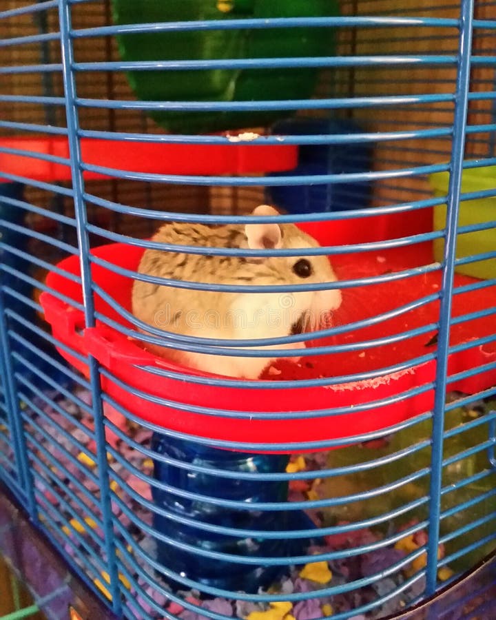 225 Chowing Stock Photos - Free & Royalty-Free Stock Photos from Dreamstime