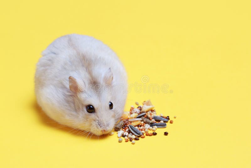 Dwarf Hamster Eating Feed on Yellow Background, Copy Space Stock Photo ...