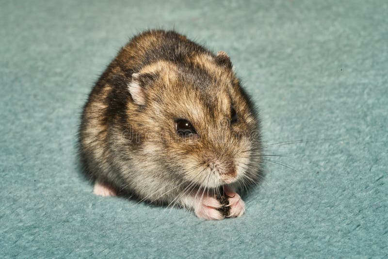 A dwarf hamster eating fly stock image. Image of macro - 233642633