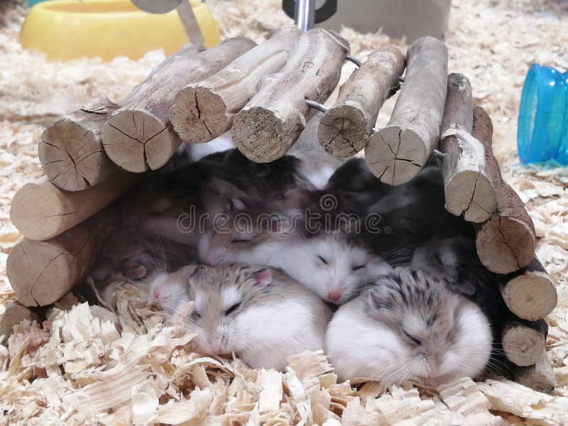 Cute Dwarf Hamster Sleeping