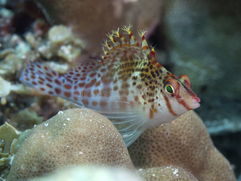 Dwarf hawkfish stock photo. Image of hawk, fishes, perch - 23772634