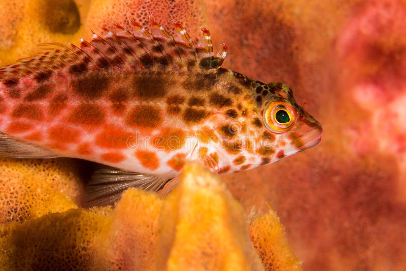 Dwarf hawkfish stock photo. Image of hawk, fishes, perch - 23772634