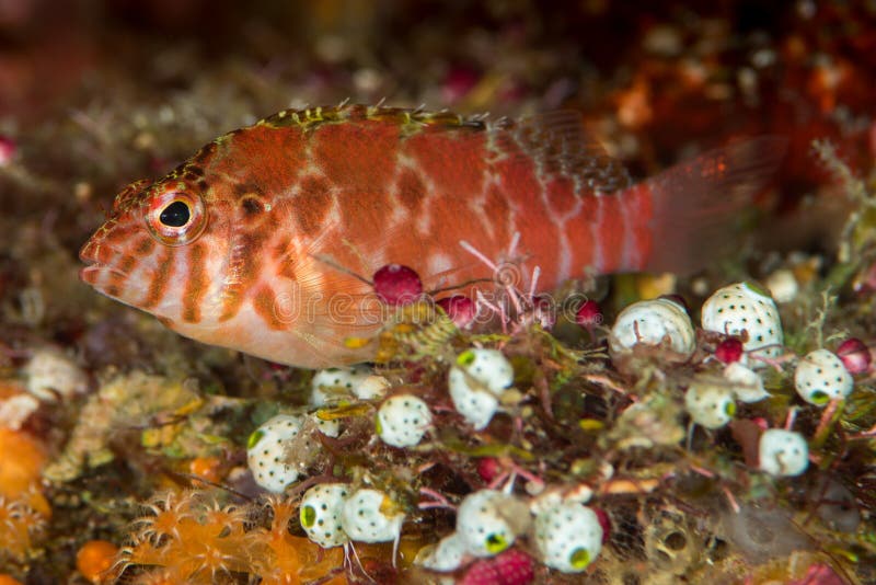 Dwarf hawkfish stock photo. Image of hawk, fishes, perch - 23772634