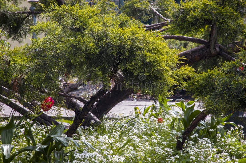 Dwarf Hedge Shrub Bonsai with Small White Flower Flower Bed and 3 Red ...