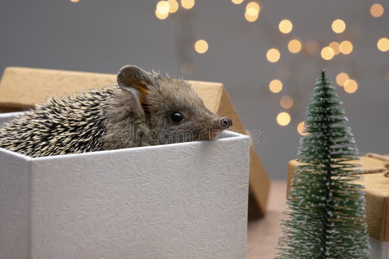 Dwarf Hedgehog in Gift Box on the Background of Christmas Lights and ...