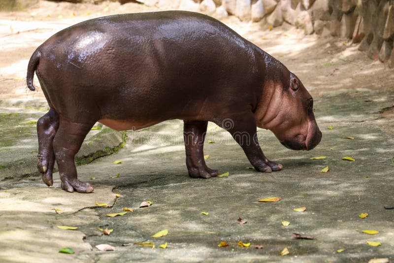 Dwarf Hippopotamus in the Garden Stock Image - Image of park ...