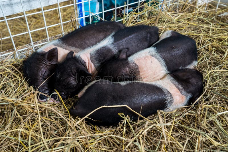 Dwarf hog stock photo. Image of black, fattener, dwarf - 62482176