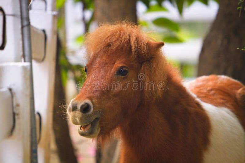 The Dwarf Horse is on a Farm within the Forest Park. Stock Image ...