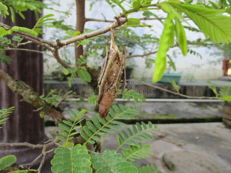 Dwarf Tamarind Stock Photos - Free & Royalty-Free Stock Photos from ...