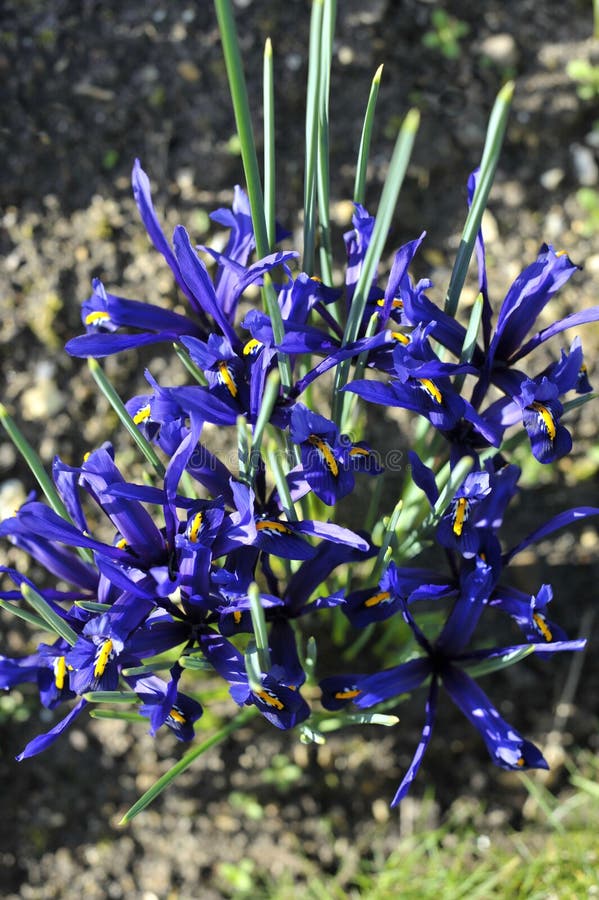 Dwarf Iris stock image. Image of flowering, miniature - 66774313