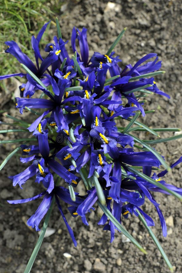 Dwarf Iris stock photo. Image of grow, east, bulbs, garden - 66774416