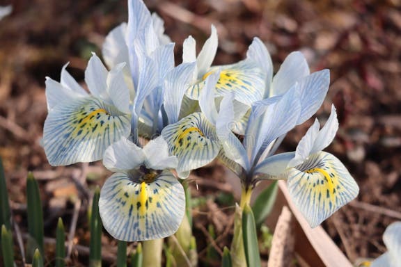 Dwarf iris stock photo. Image of iris, irisreticulata - 366532168