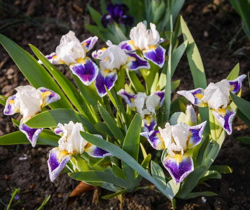 Dwarf Iris in Spring Garden. Stock Image - Image of mikey, lunar: 212596747