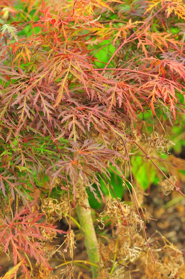 Dwarf Japanese Maple Bonsai Tree, Red Leaves Stock Image - Image of ...