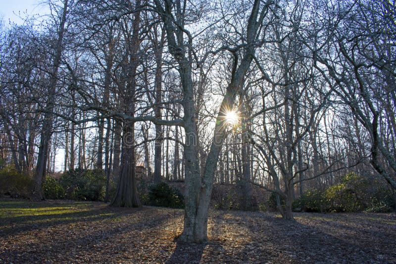 Sunburst through Trees in David C. Shaw Arboretum Stock Photo - Image ...
