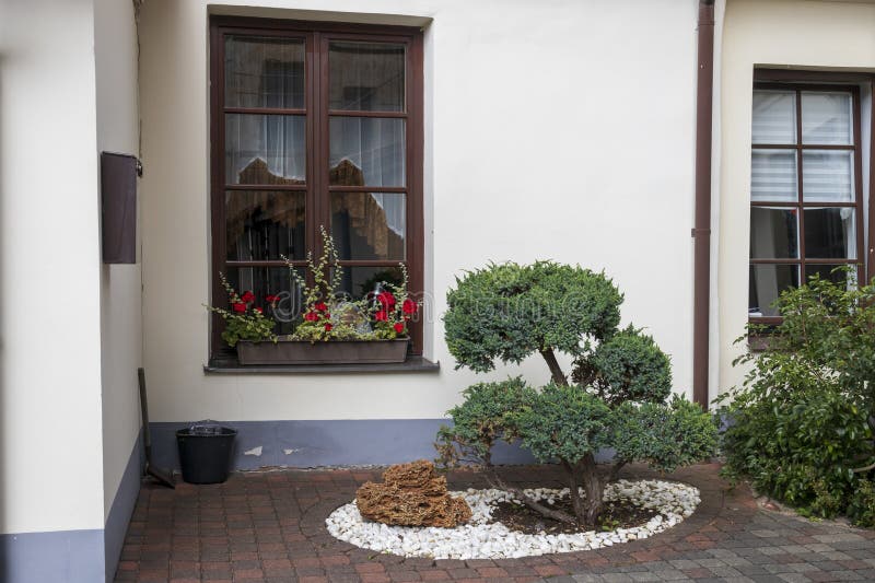 Dwarf Juniper Tree in the Courtyard of the House. Stock Image - Image ...