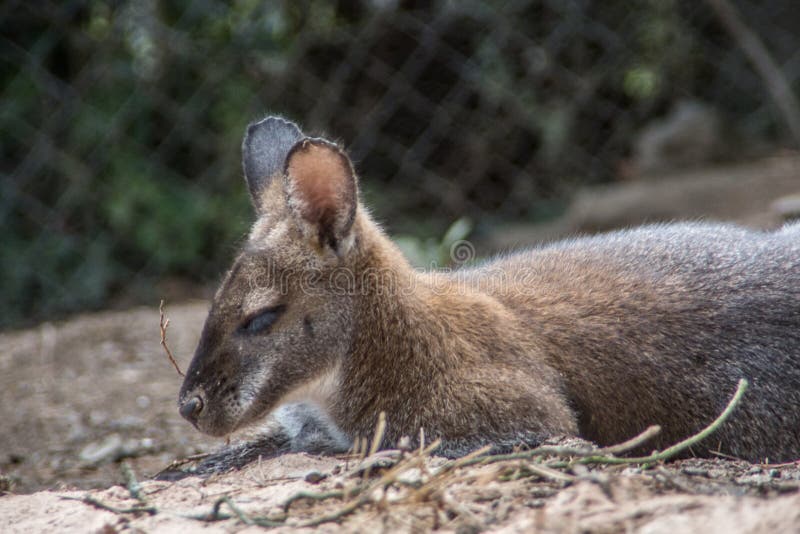 Pygmy Kangaroo