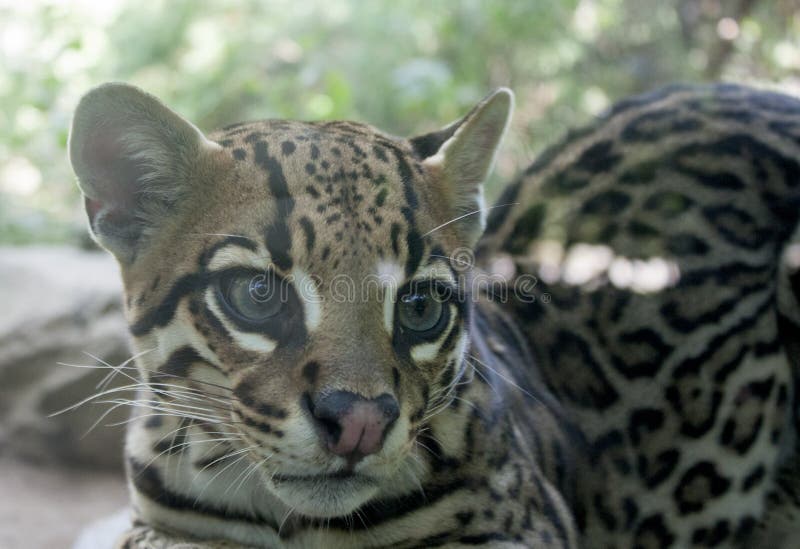 Dwarf leopard stock image. Image of snout, mammal, america - 89070035