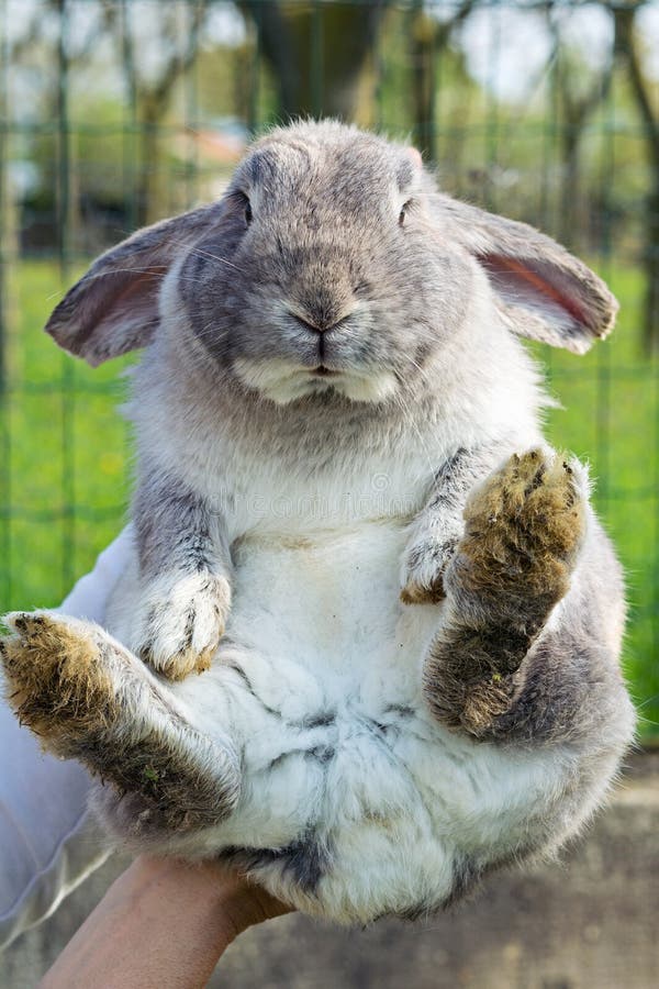 Dwarf Lop-eared Rabbit Breeds Ram Stock Photo - Image of dwarf, grass ...