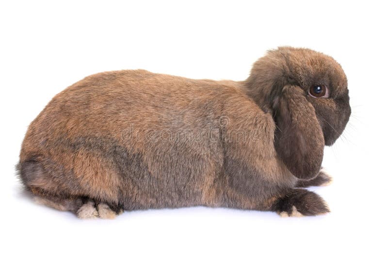 112 Brown Lop Eared Dwarf Rabbit Stock Photos - Free & Royalty-Free ...