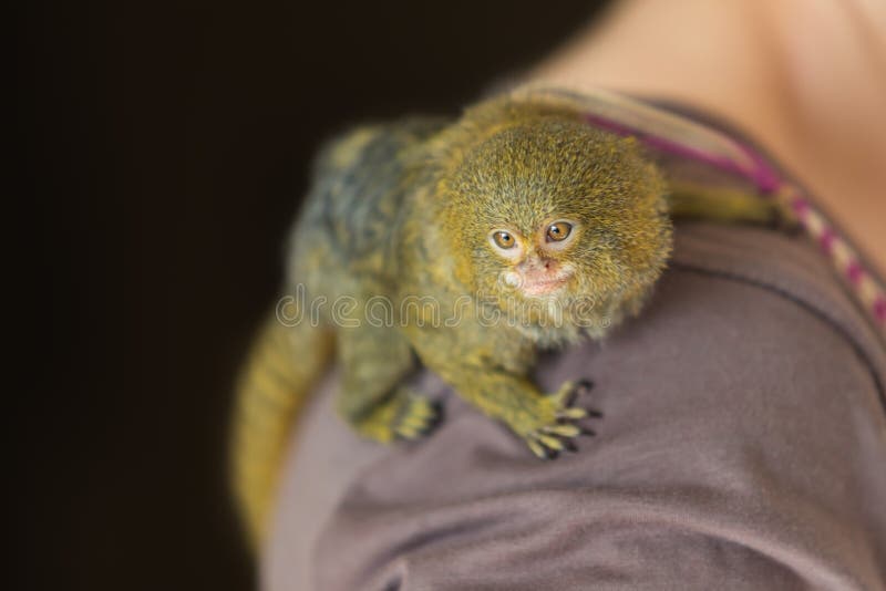 Dwarf Marmoset - Callithrix Pygmaea - a Small Brown Monkey in Captivity ...