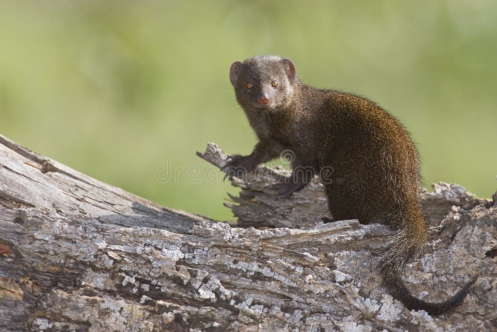 Dwarf Mongoose stock image. Image of wild, camera, single - 1073887