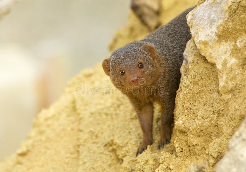 Dwarf Mongoose stock image. Image of looking, ears, tail - 14119529