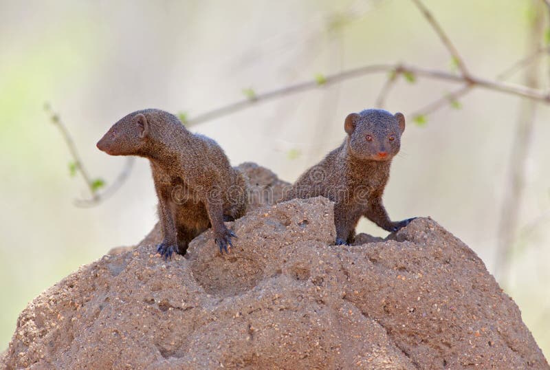 Dwarf Mongoose stock photo. Image of diurnal, travel - 22260458