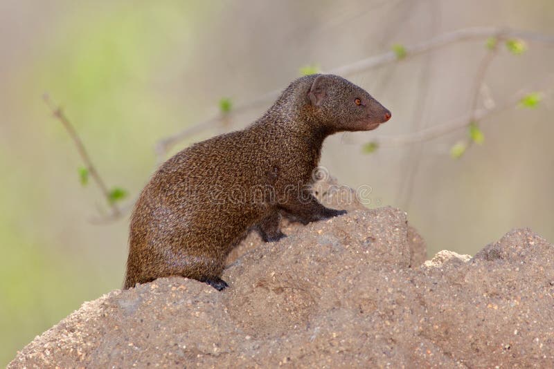 Dwarf Mongoose stock image. Image of african, south, wilderness - 22260485
