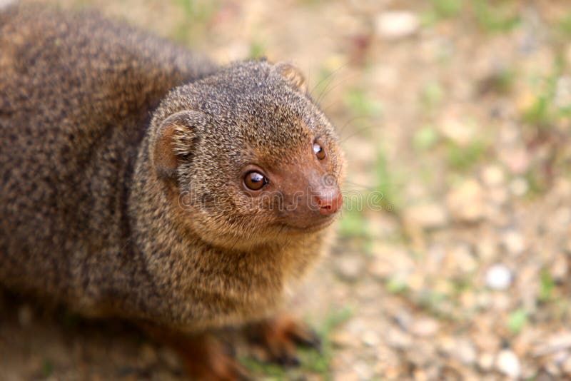 Dwarf mongoose stock photo. Image of parvula, feline - 22326356